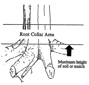 Avoiding root collar disorders | Wilson Tree Care